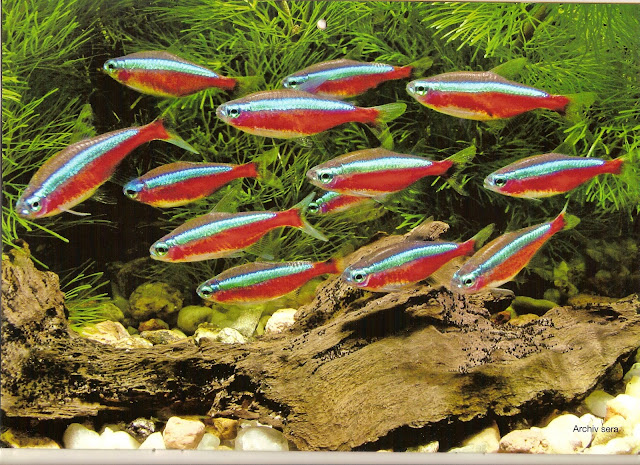 ¥ Peixes Ornamentais ¥: Néon