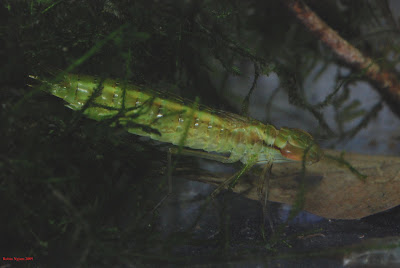 Creatures Big & Small: Anax guttatus (Hairy Emperor); Aeshnid Larva