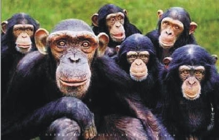 Primatas: Caracteristicas gerais dos Primatas: