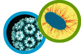 Human Bio: Unit 2 Compendium Review pt 1 Oxygen, microbes and immunity
