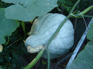 TYLERFARM HOMESTEAD: Blue Hubbard squash