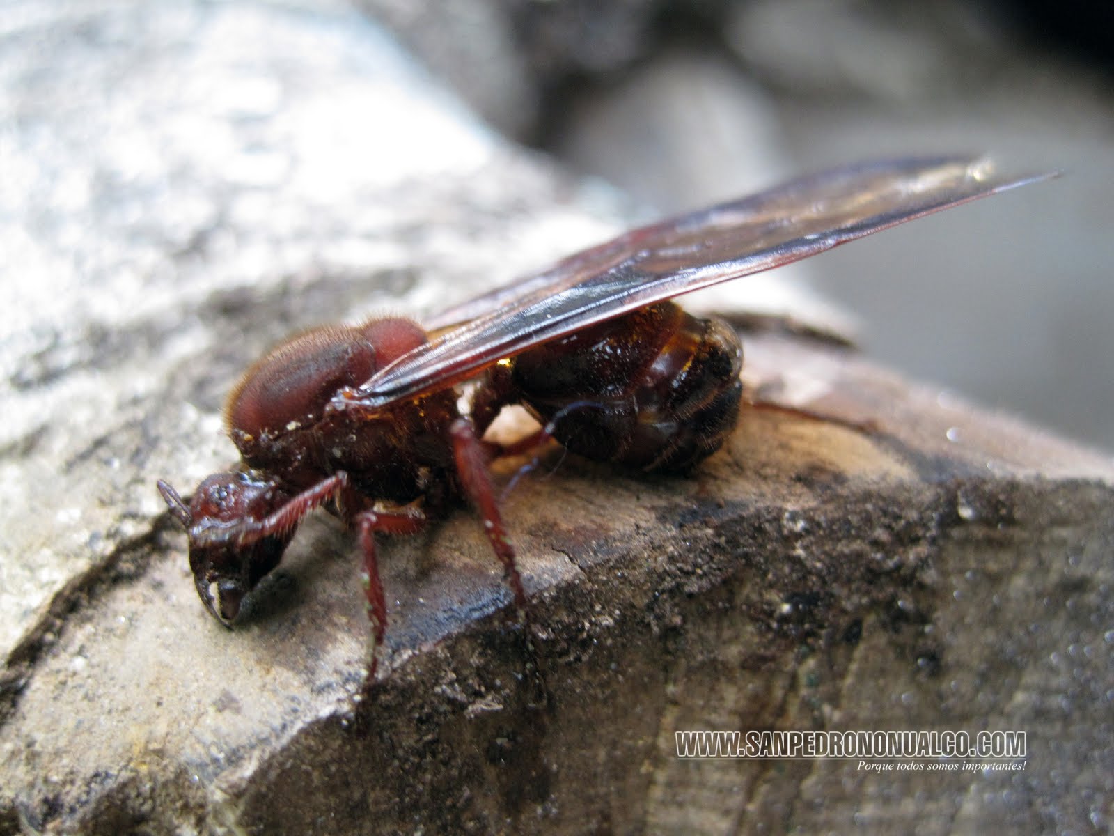 San Pedro Nonualco - Sitio web oficial de los sampedranos: Zompopos de mayo