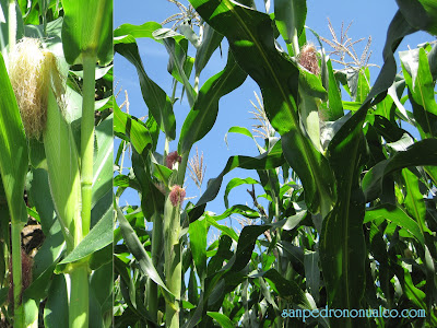 San Pedro Nonualco - Sitio web oficial de los sampedranos: Somos hijos ...
