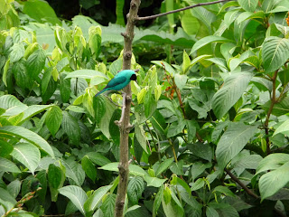Trinidad and Tobago: Flora and Fauna