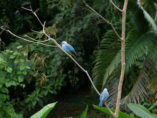 Trinidad and Tobago: Flora and Fauna