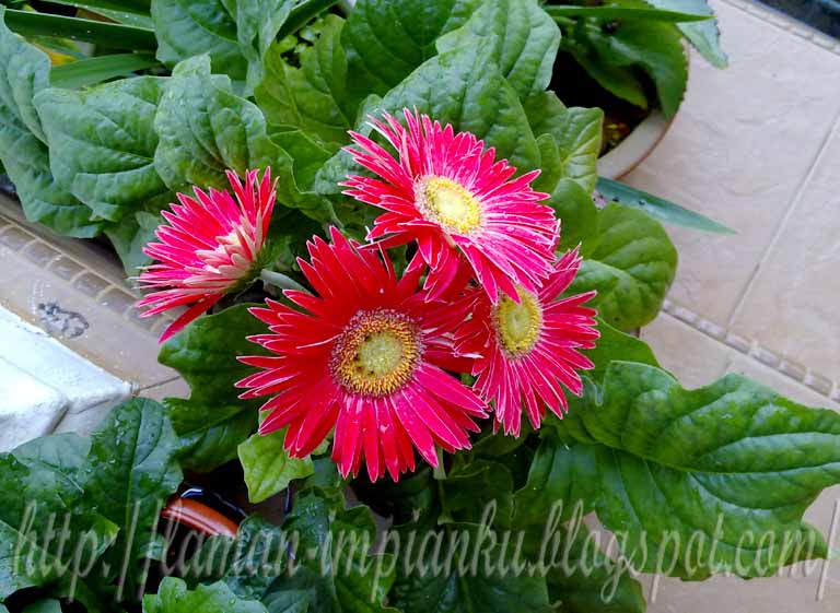 laman impianku...: Jom kenal SI BUNGA DAISY