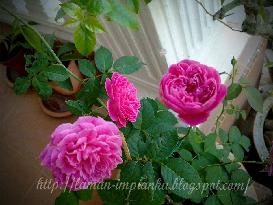 laman impianku...: BUNGA ROS