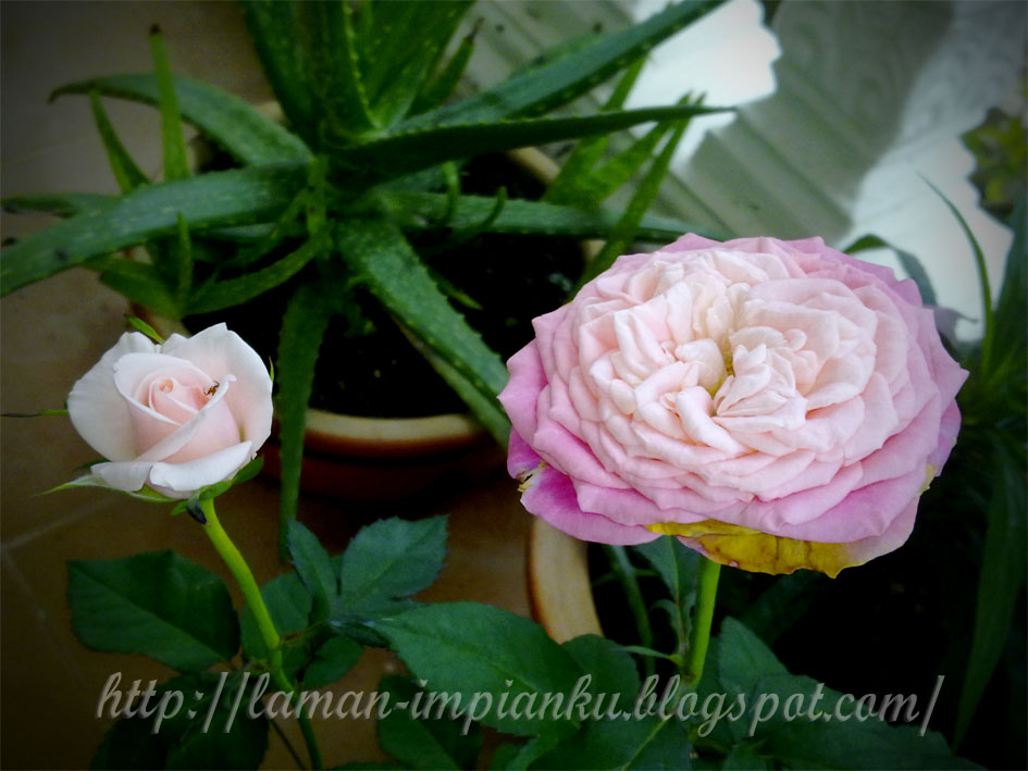 laman impianku...: BUNGA ROS