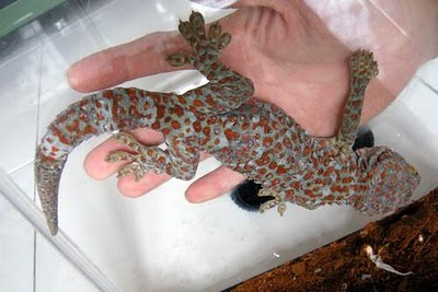 TAWAU BAITU.COM: CICAK TOKEK HARGA RATUSAN RIBU??