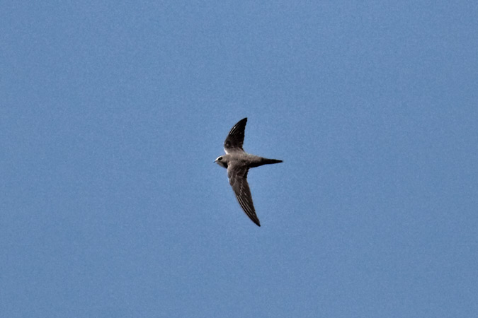 PETER'S PORTFOLIO..............Bird & Wildlife Photography: Alpine ...