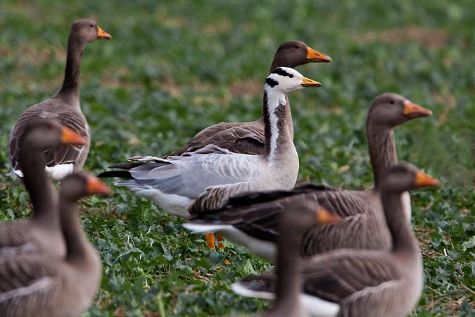 PETER'S PORTFOLIO..............Bird & Wildlife Photography: Bar-headed ...