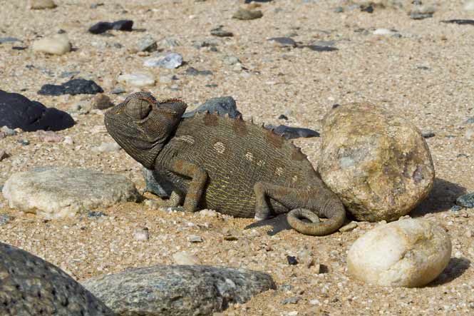 NAMIBIA: Namib Desert Cameleon