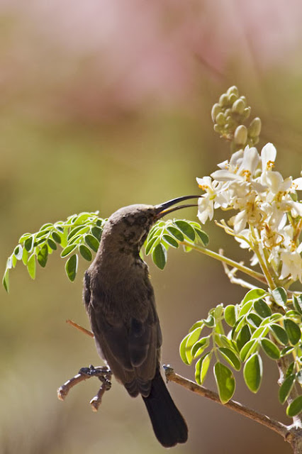 NAMIBIA: Dusky Sunbird