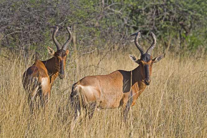 NAMIBIA: Red Hartebeest