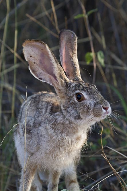 NAMIBIA: Shrub Hare