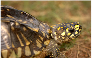 Turtle Hatching: TURTLES – UNTAPPED POTENTIAL SEMI-AQUATIC RESOURCE – A ...