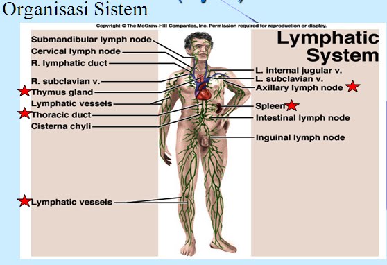 (DOCX) PJM 3106_ Anatomi dan Fisiologi - DOKUMEN.TIPS