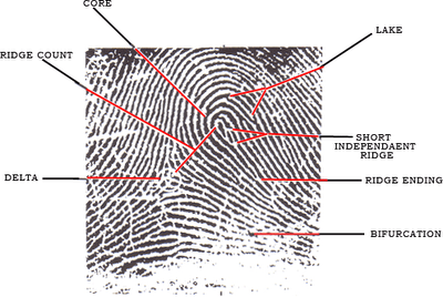 Tetra Blink 2 (2008-2009): Fingerprint 1