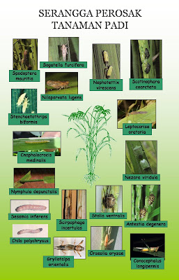 Laman IPM Padi: Mengenal serangga perosak tanaman padi