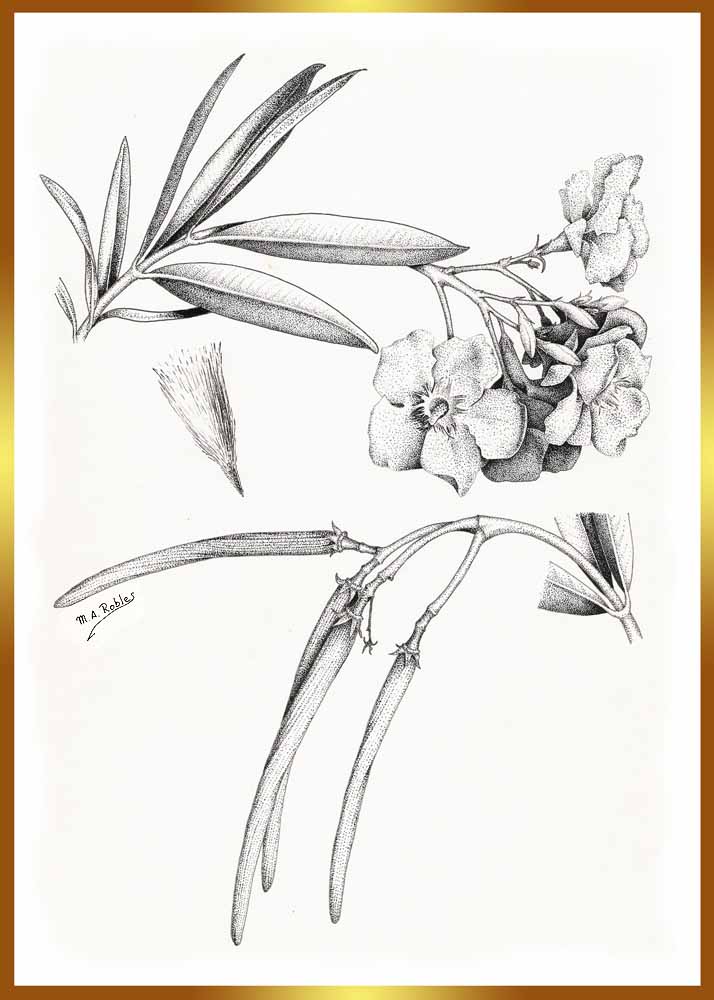 DIBUJANDO LAS PLANTAS: LA ADELFA, AROMA Y COLOR.