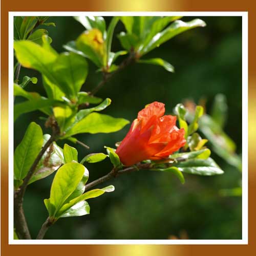 Guía del Plantabosques: EL GRANADO