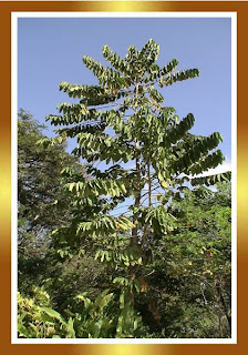Guía del Plantabosques: EL ÁRBOL DEL HULE