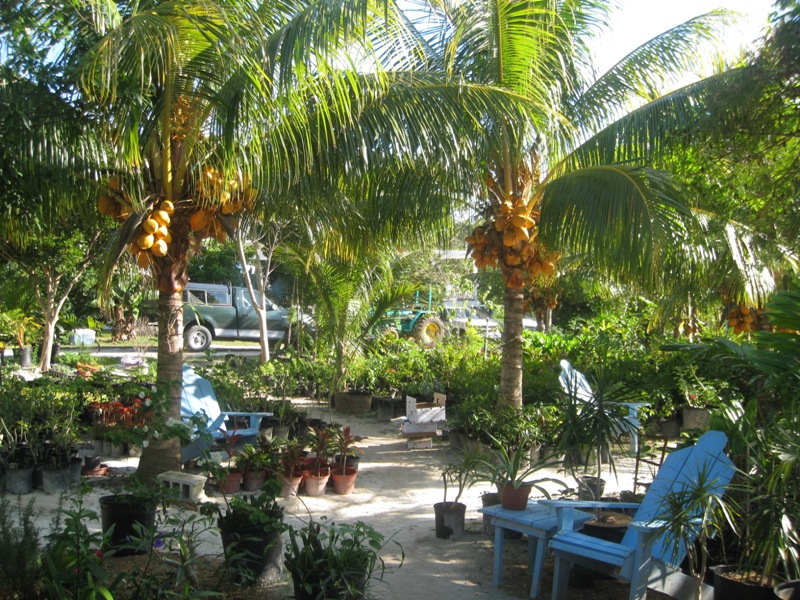Nadiya...Loving Every Moment: Island Farms....Eleuthera Bahamas