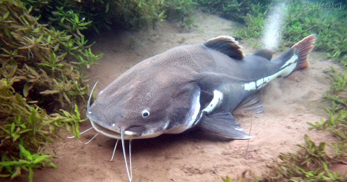 Bagre ~ CALDEIRÃO DO MUNDO ANIMAL - Animais,Peixes, Aves