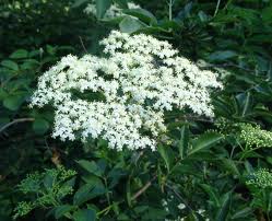 CALDEIRÃO DE PLANTAS MEDICINAIS: O sabugueiro (Sambucus nigra ...