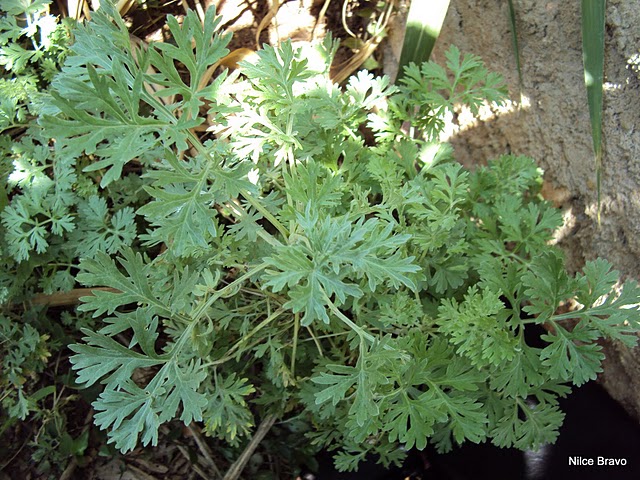 CALDEIRÃO DE PLANTAS MEDICINAIS: Absinto (Artemisia absinthium)