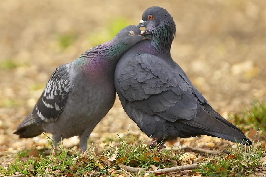 really big (and great) thoughts from minip: pigeons: friend or foe?