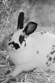 My Little Family: A quest for a Bunny