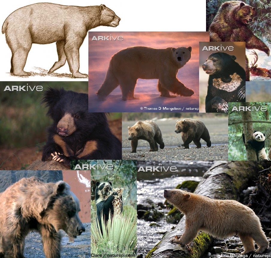 The animal kingdom: Bears and Wolves