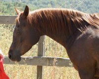 all for the love of a horse...: Bedouin Beauty: Jibbah
