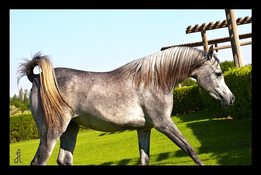 The Wonderful World of Ezzain Arabians: Sunny Weather