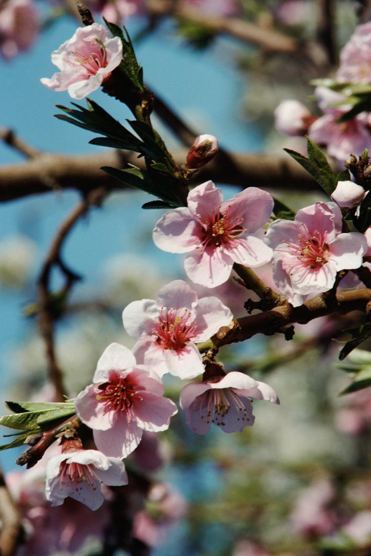 ::Ceritera Ciksiti::: ::SPRING SEASON/MUSIM BUNGA::