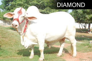 Photos of Beautiful Cows and Bakras For Eid Sacrifice - Articles about ...