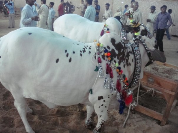 Best Bulls Of Bakra Eid
