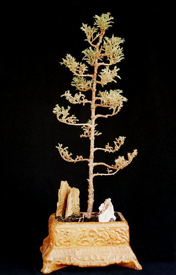 Bonsais de Carlos Rubio P.: Ciprés (Cupressus sp.) CUPRESSACEAE