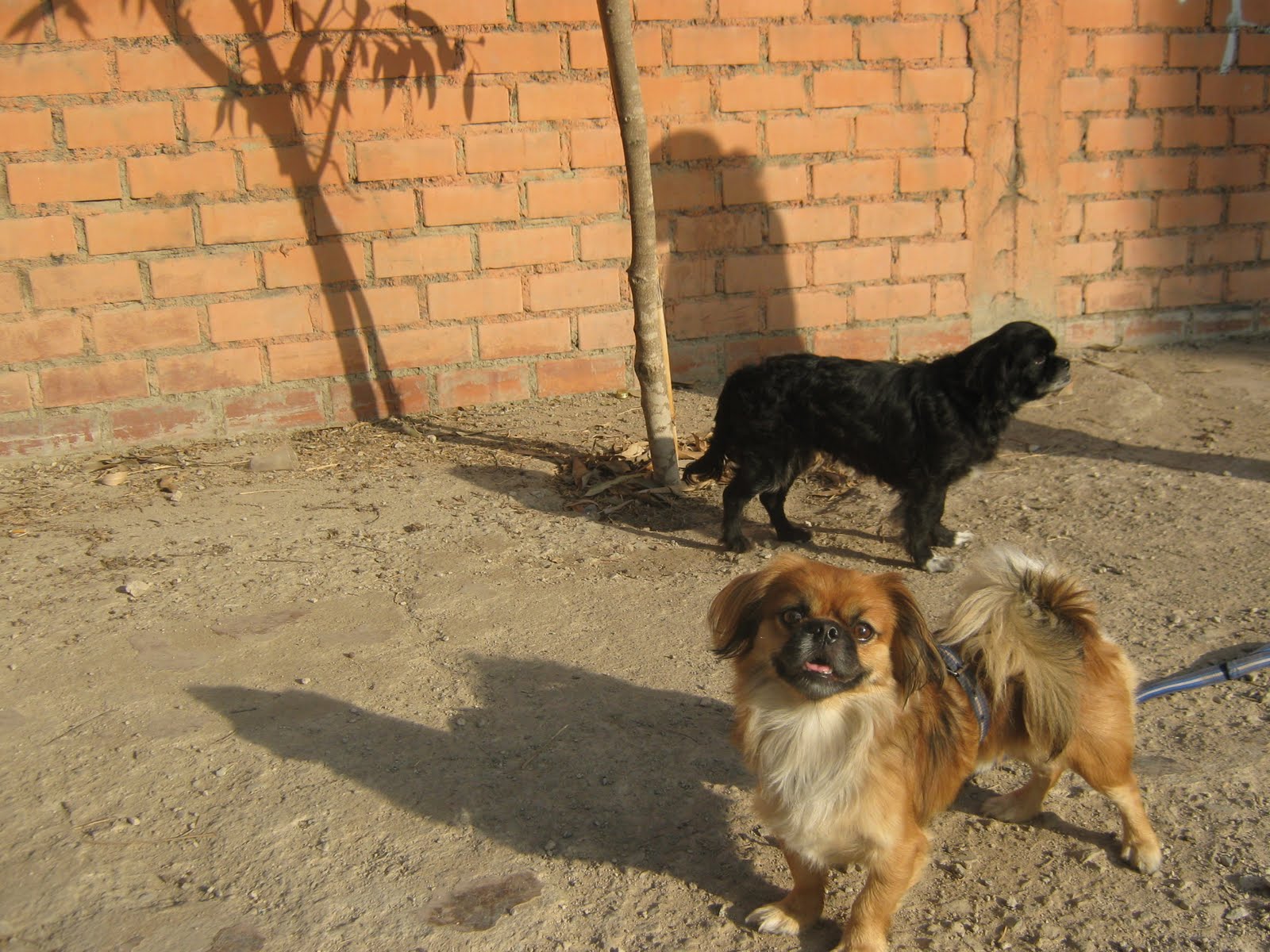Albergue de animales: Perros en las calles