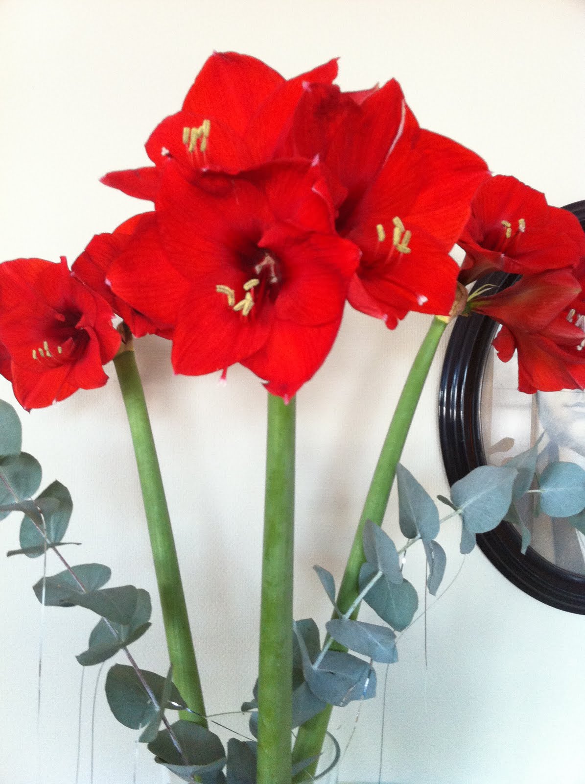 Njut i din trädgård: Julblommor - amaryllis