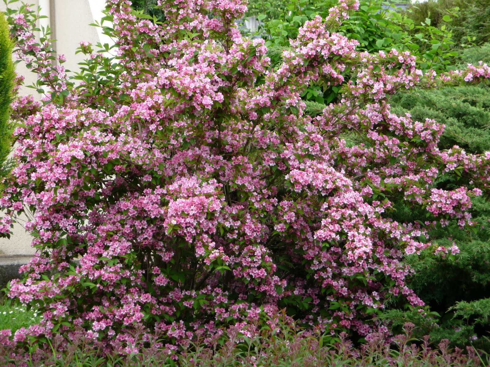 Ma Terre de Bruyère: Avez-vous un Weigelia plus beau que celui-ci
