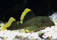Suckered!!!!!!!!!!!!!!!: L47 Mango Pleco Profile