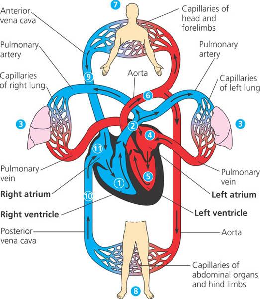 Rozaini Othman (Guru Cemerlang Biologi): Circulation