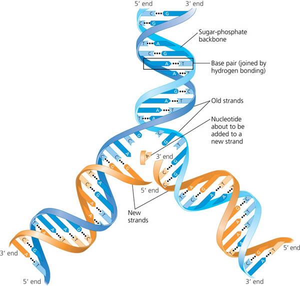 nukilan rasa from the beginner: Nucleic Acids