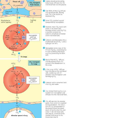 Rozaini Othman (Guru Cemerlang Biologi): Oxygen and Carbon dioxide ...