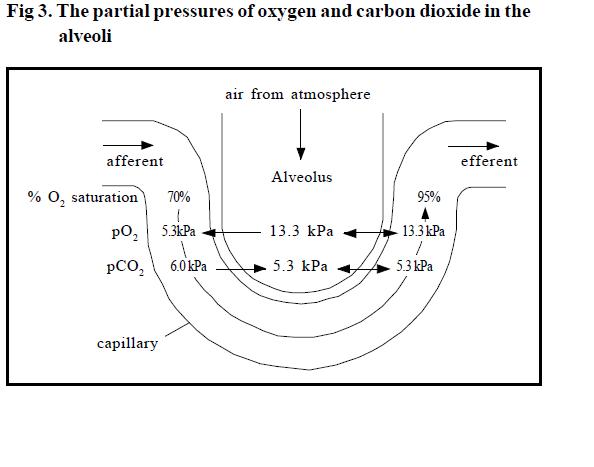Rozaini Othman (Guru Cemerlang Biologi): Gas exchange in animals