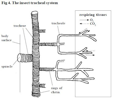 Rozaini Othman (Guru Cemerlang Biologi): Gas exchange in animals