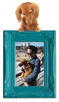 About Harmony Canines