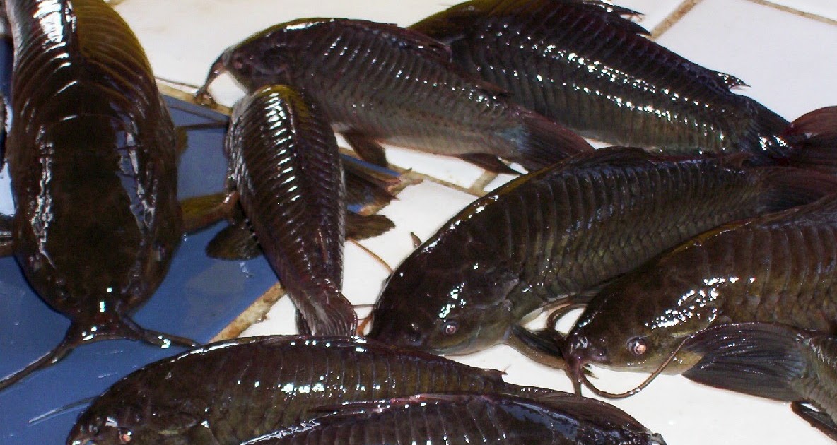 tastes like home: Eating Hassar